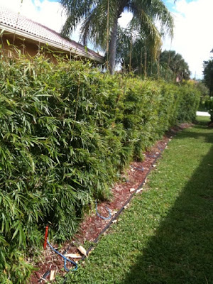 Bamboo Plants Online: Clumping Bamboo Used as a Privacy Hedge in Sout ...